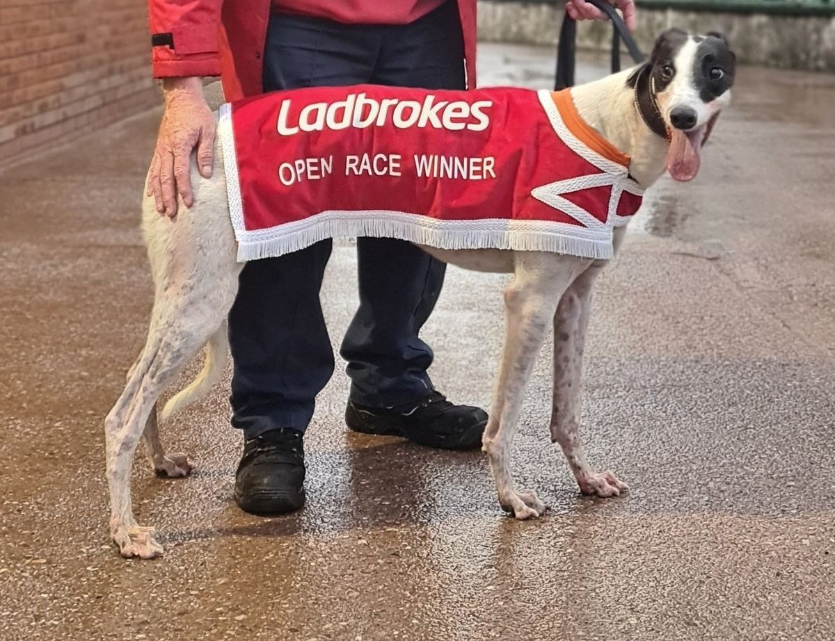 Monmore dog is sparkling in Derby | Express & Star