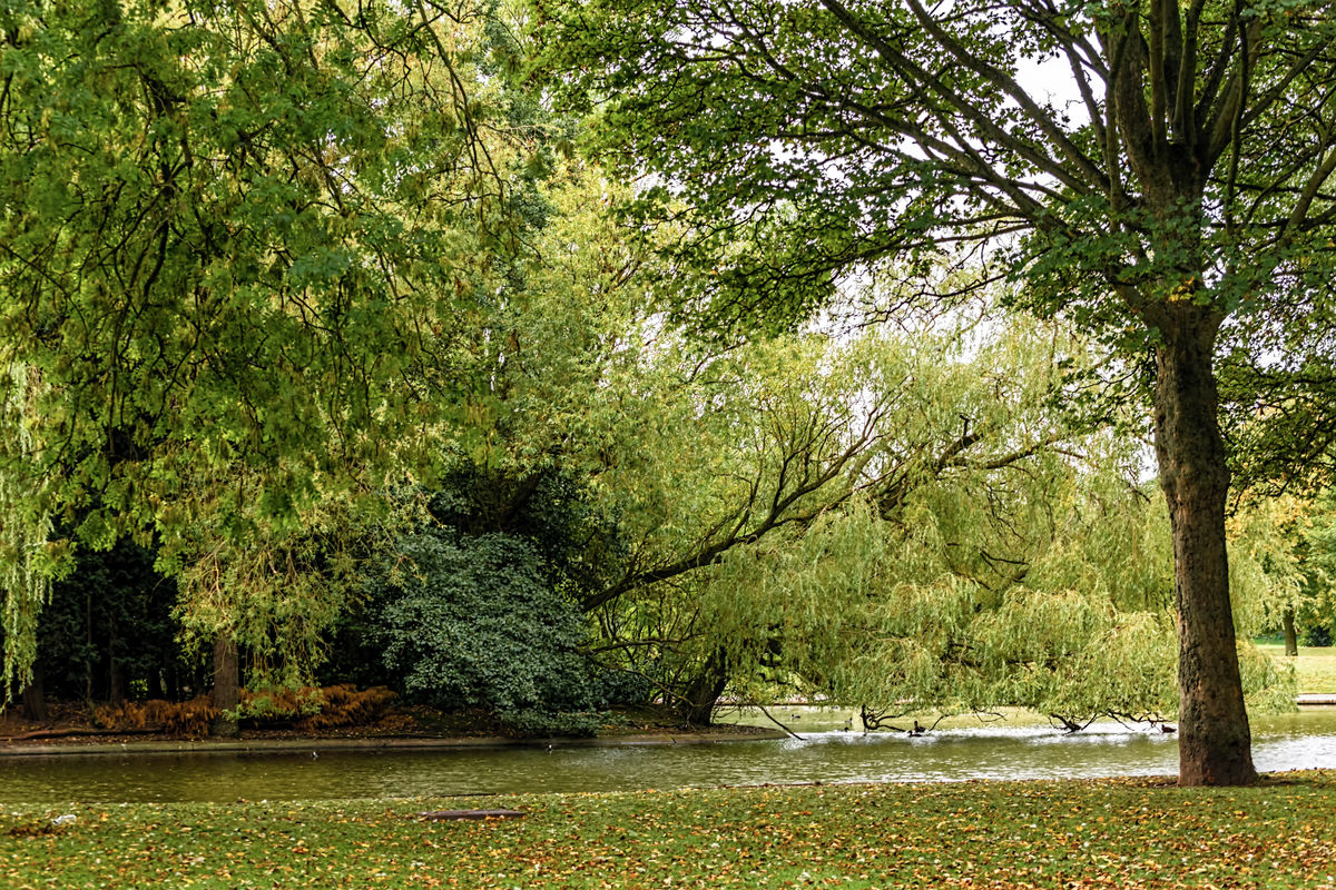 Perfect place to pick best Tipton park picture | Express & Star