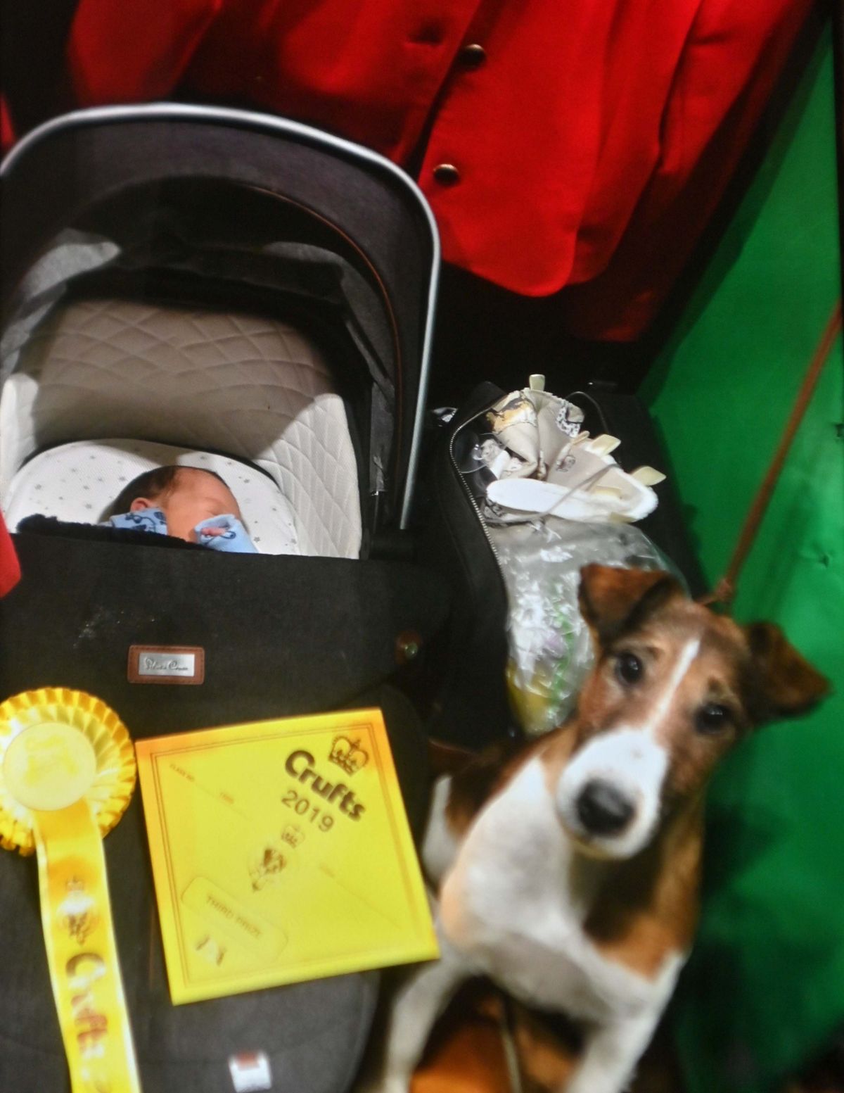 Meet the youngest Crufts 2025 entrant - aged six - and his beloved dog ...