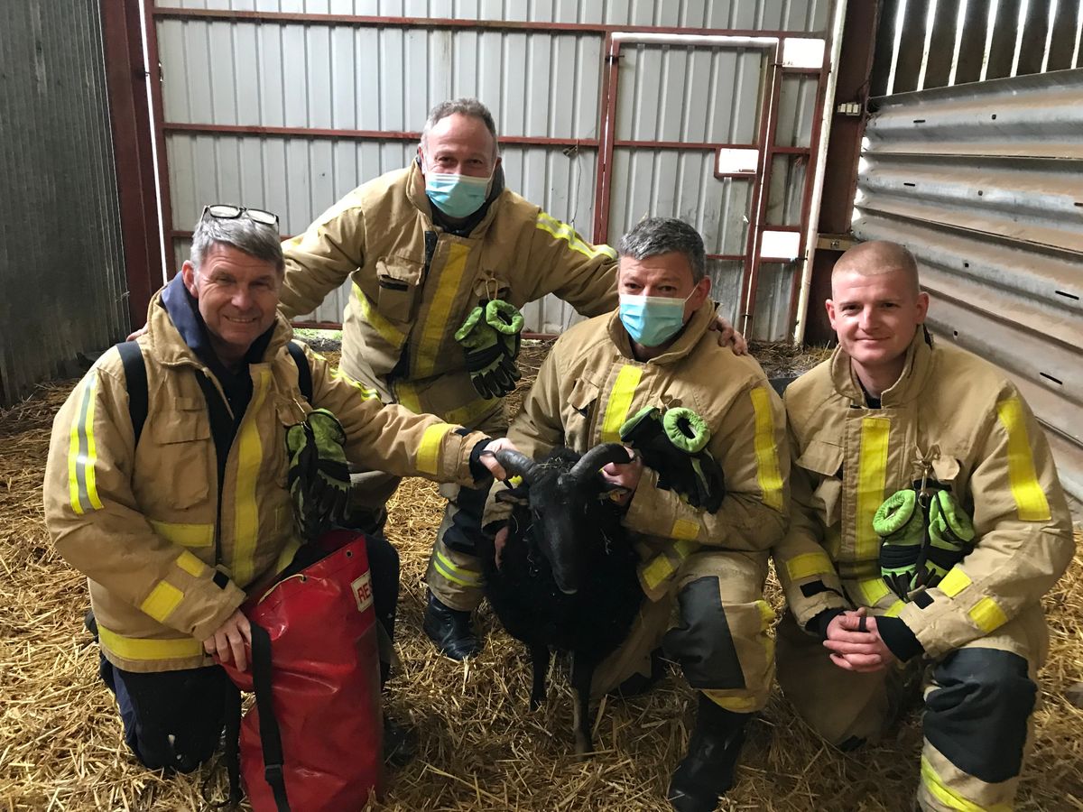 Firefighters rescue rare breed ram Teddy after 16ft fall down hay bales ...