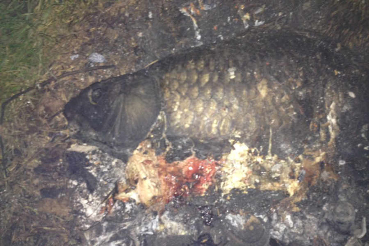 An act of cod? Firefighters put out fish on fire after 999 call ...