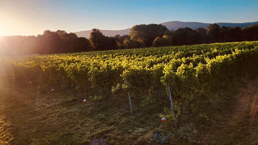 Two Beacons Vineyard launches new tasting room in the heart of Great ...