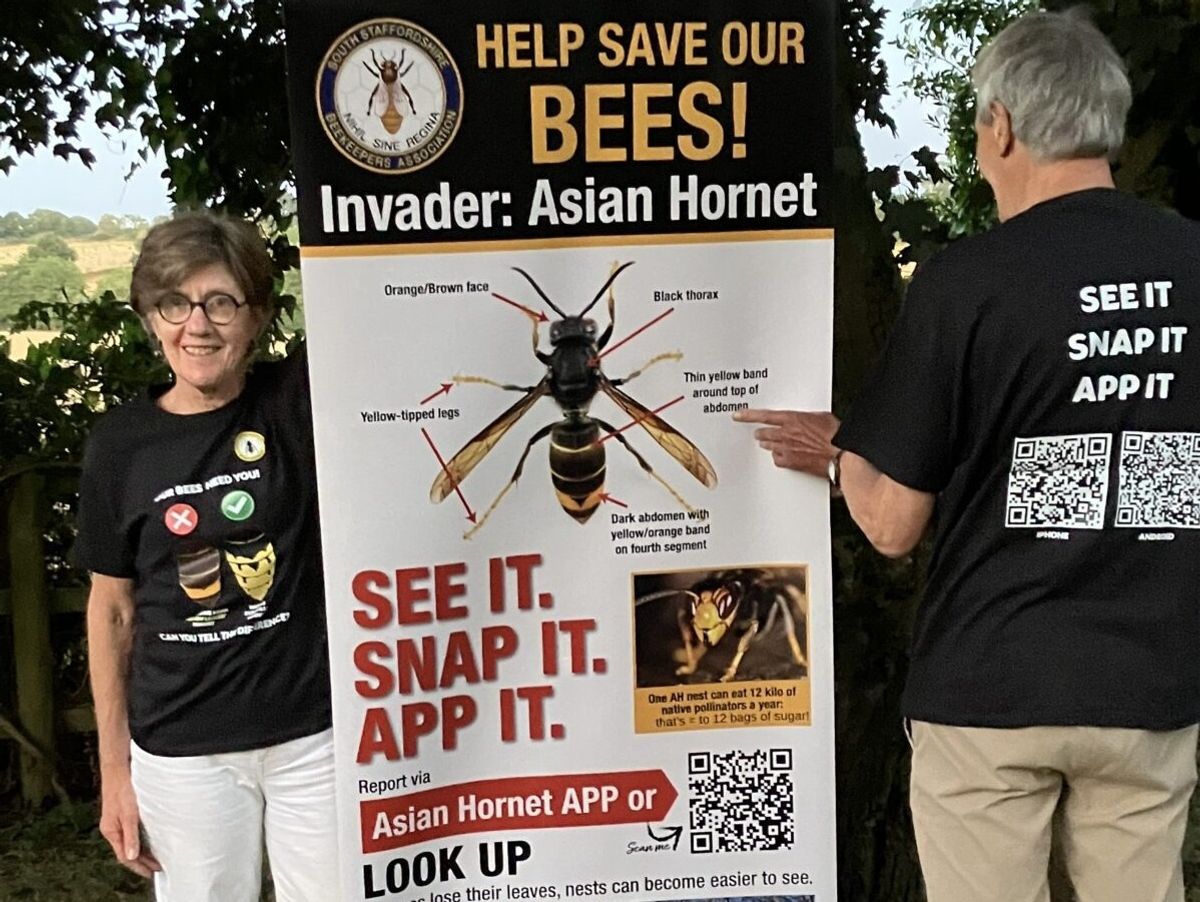 Can you spot the difference to help defend our bees? | Express & Star