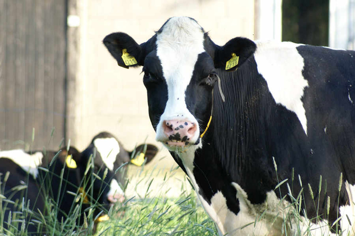 Cattle underpass planned for Market Drayton road | Shropshire Star