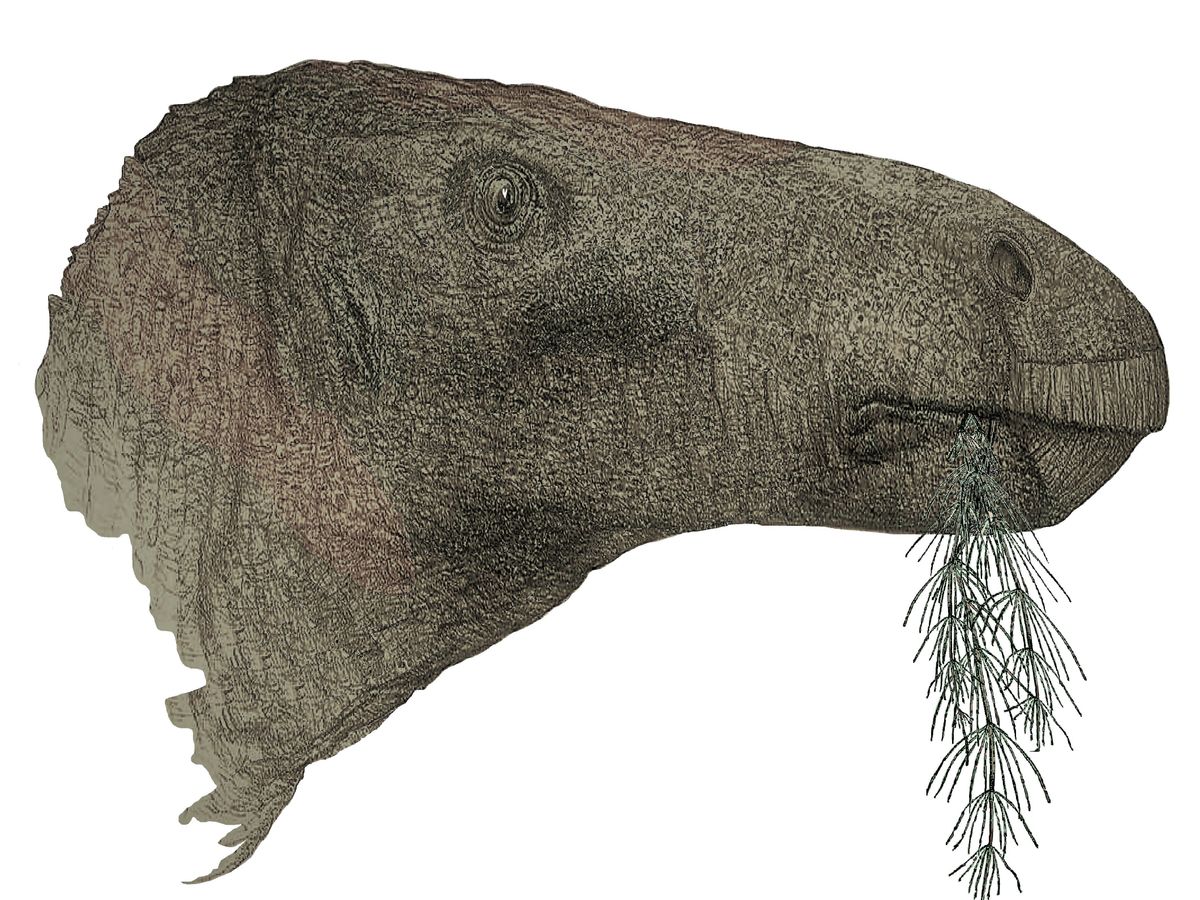‘Most complete dinosaur’ in a century unearthed in the Isle of Wight ...