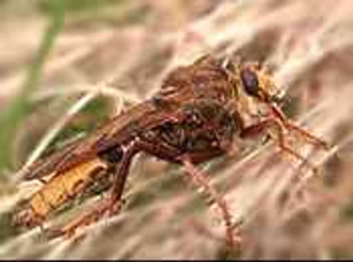 Endangered insect found | Express & Star