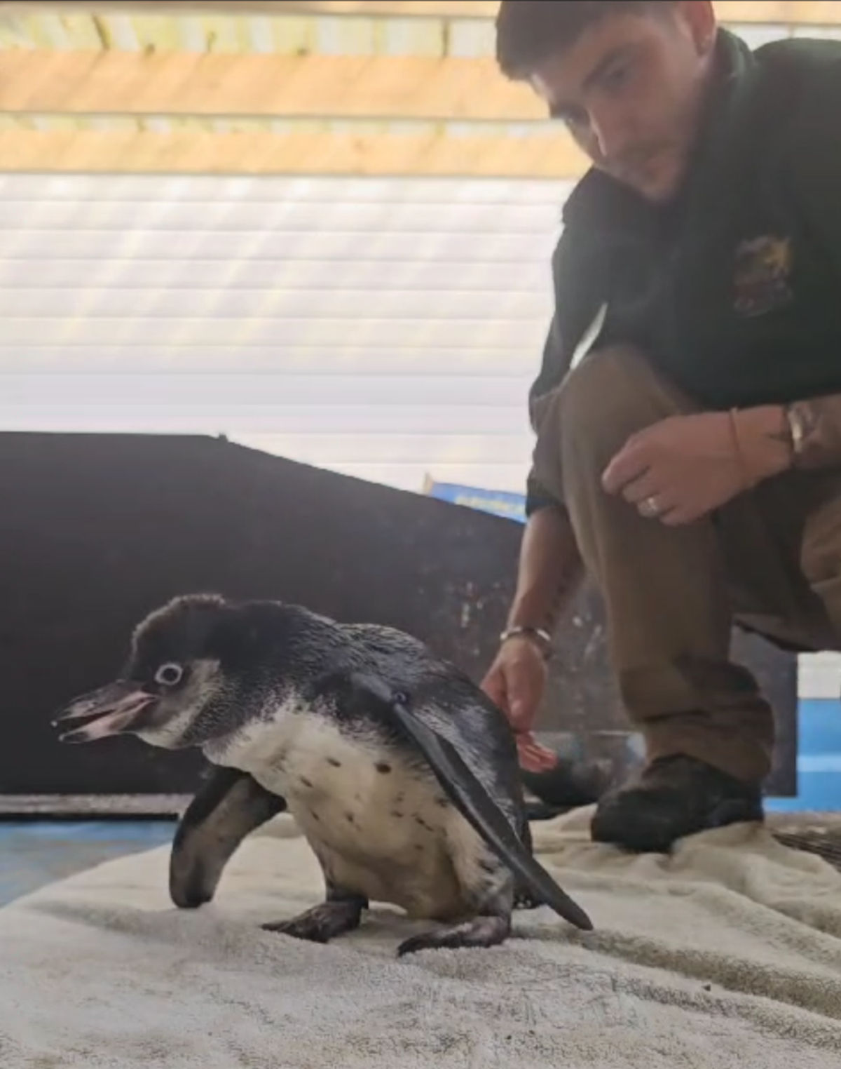How penguin baby walker helped Flop back to his feet at Dudley Zoo ...
