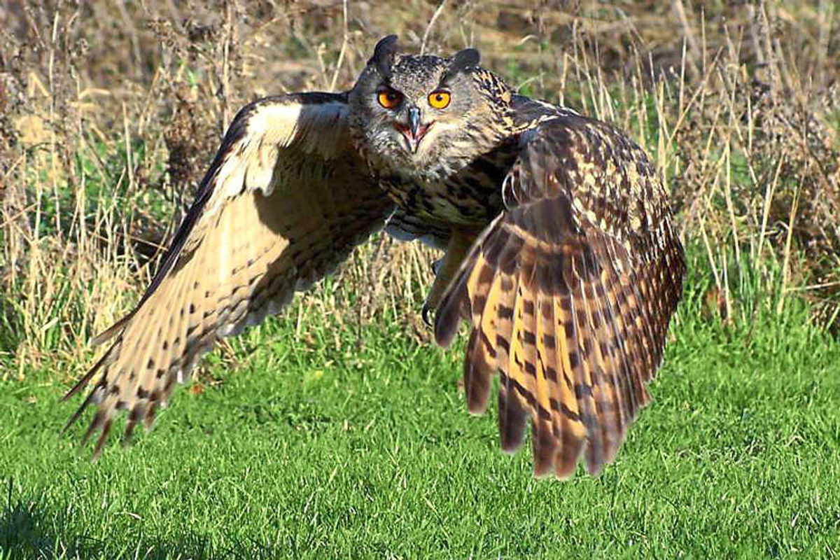 Star Witness: Owl only has eyes for twit-to-you | Shropshire Star