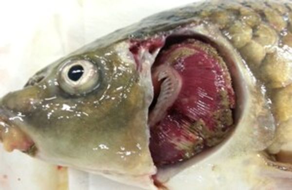 Serious viral fish disease found in fishing pools at vineyard near ...