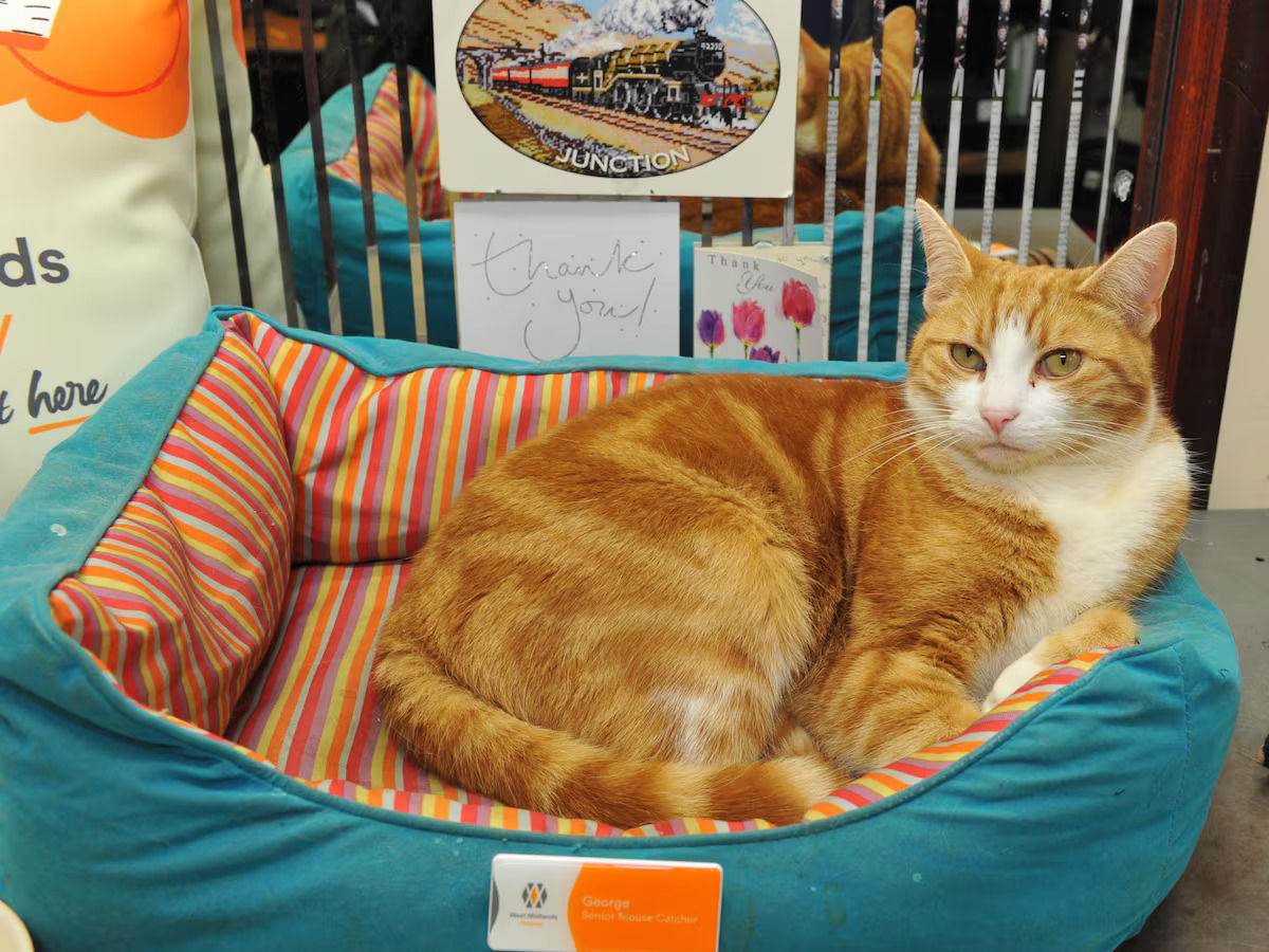 George the Station cat puts Stourbridge rail station on the map like ...