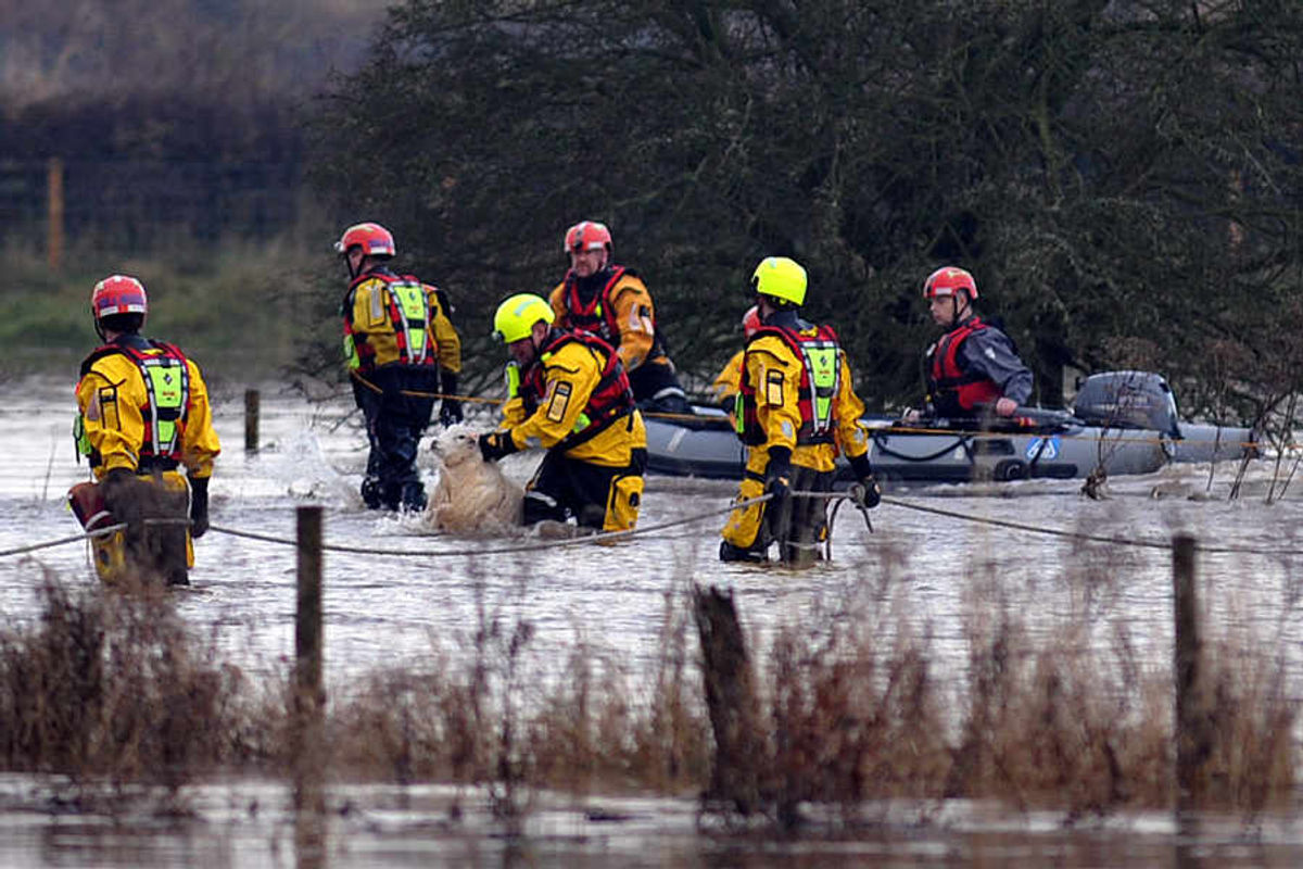 Stricken sheep saved in Rugeley as river bursts banks | Express & Star