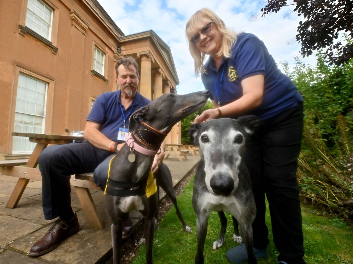 First dog show in 15 years comes to Himley Hall to support greyhound ...