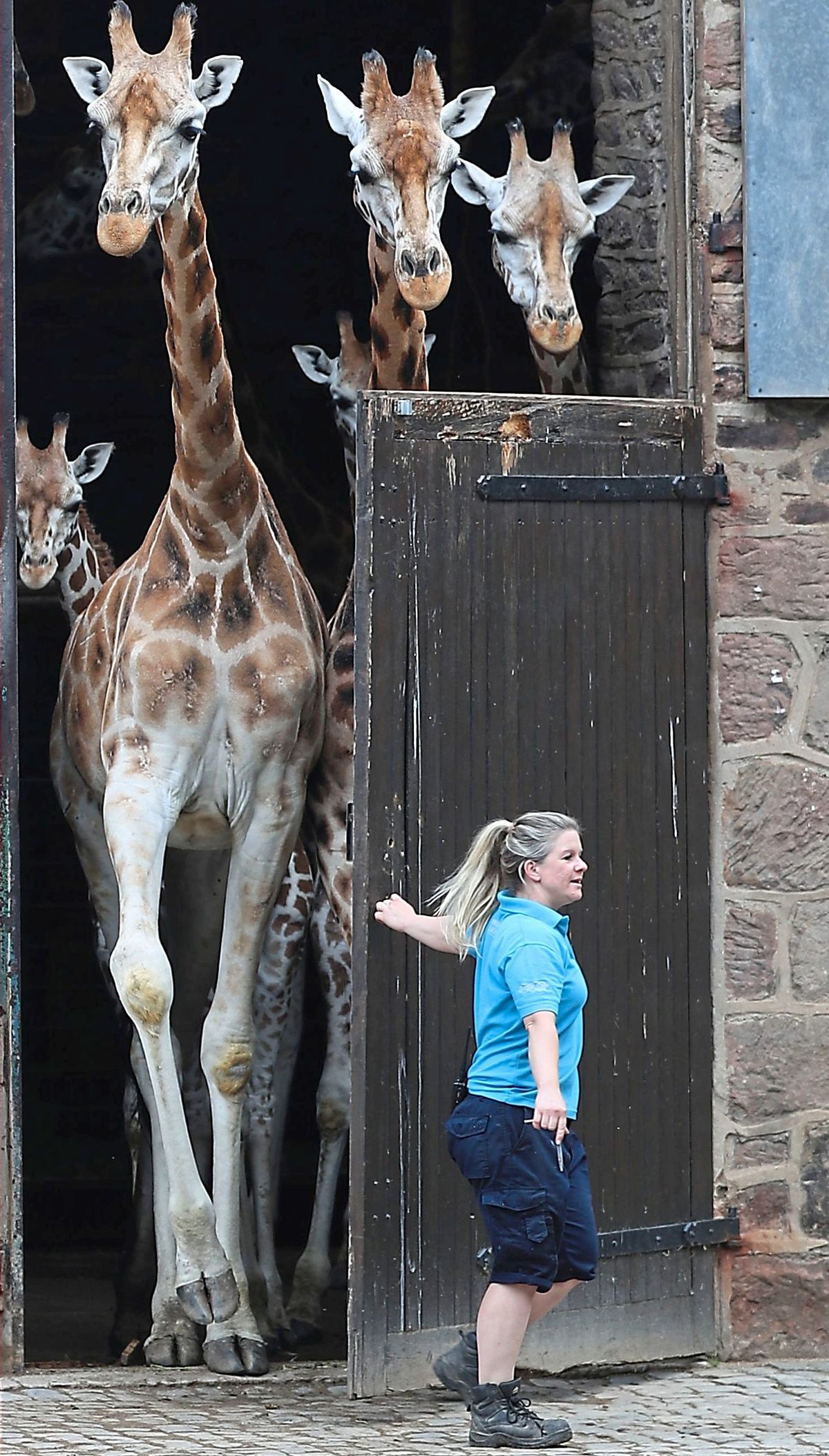 Stand up tall, we’ve got visitors! Chester Zoo residents welcome ...