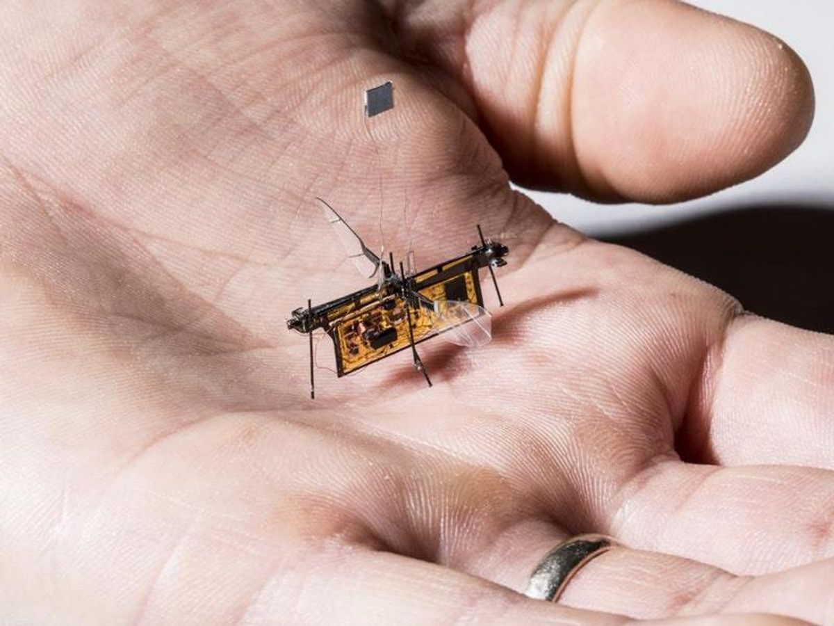 This insect-sized wireless robot flies with help of lasers | Shropshire ...