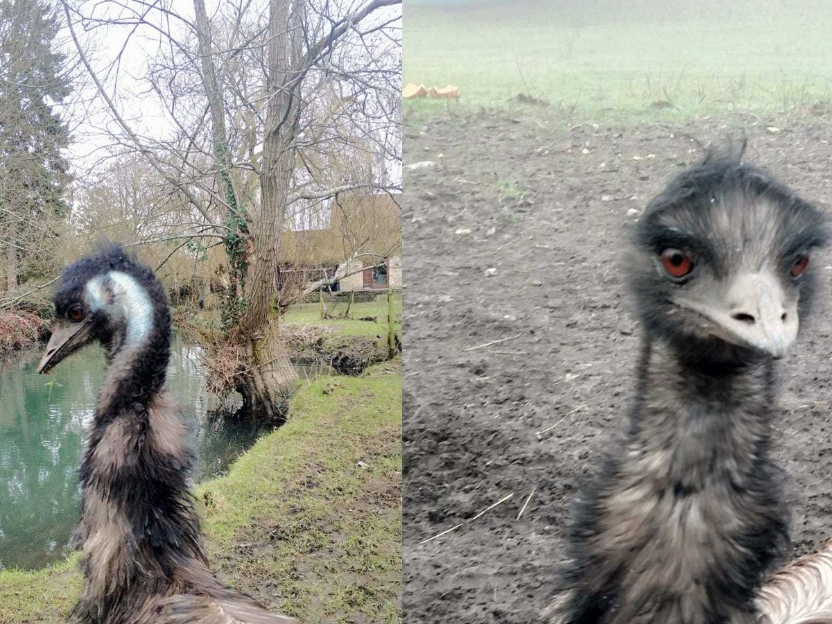 Animal sanctuary shares pictures of emu poo in attempt to find missing ...