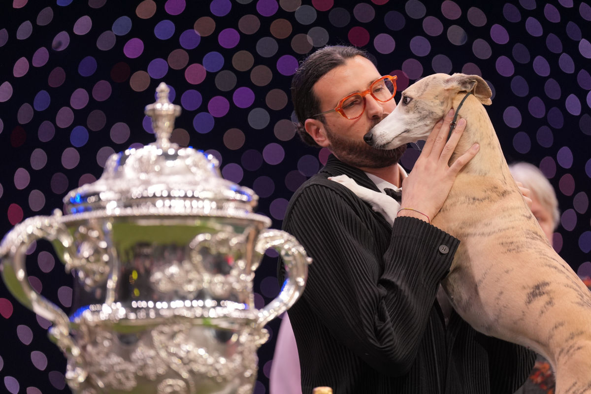 Crufts 2025: Meet the best in show winner Miuccia the whippet! But Sofia the Shropshire Papillon ...
