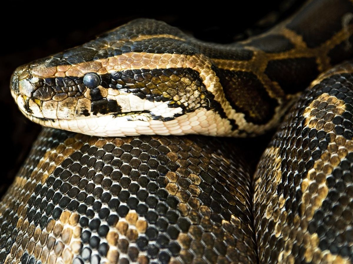 Snake escape warning issued after reptiles on the loose rescued by ...