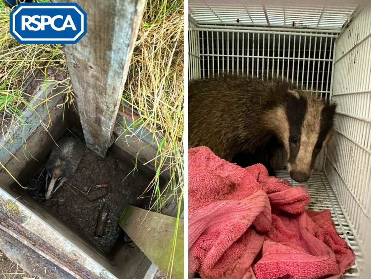 Badger rescued after falling four feet down uncovered manhole | Express ...