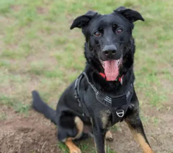 Adorable dogs up for adoption in Shrewsbury | Shropshire Star