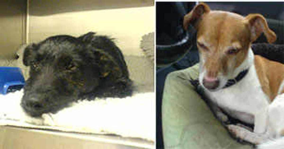 Distraught vet missing pet dogs | Express & Star