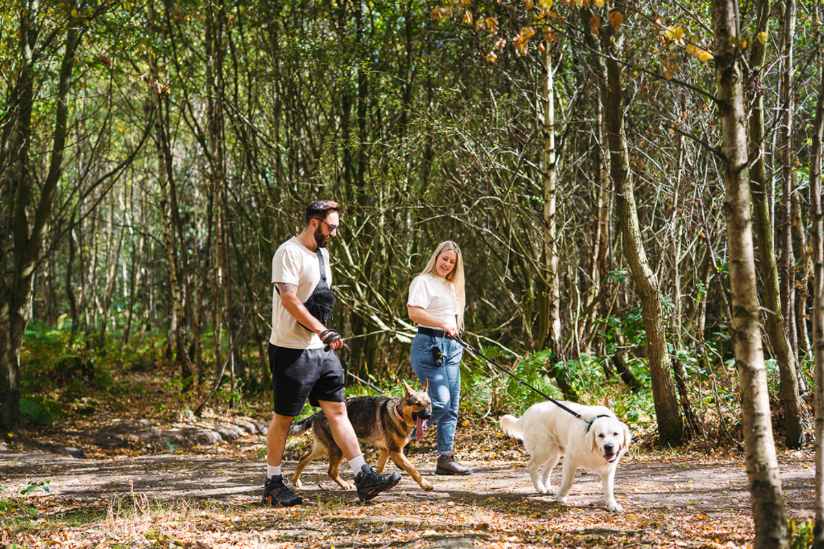 Calling dog owners! Discover the paw-fect destination for Walk Your Dog ...