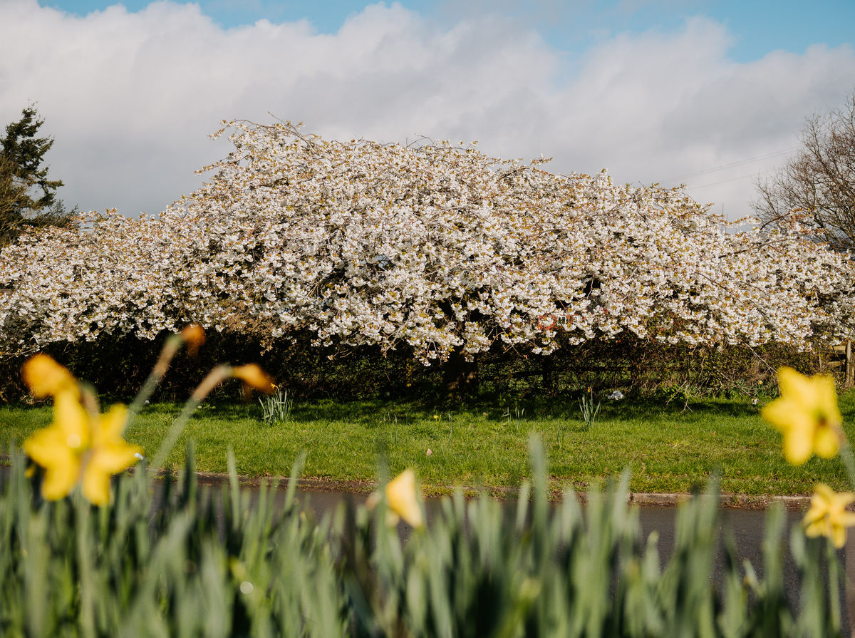 Beautiful 'Mount Fuji tree' planted in Telford by loving husband comes ...