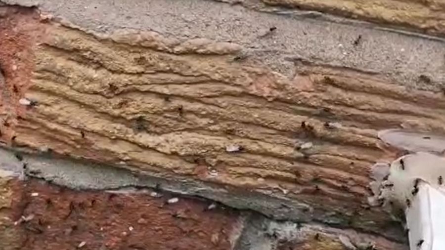 Flying Ant Day: Video shows dozens of ants taking flight - Do flying ...