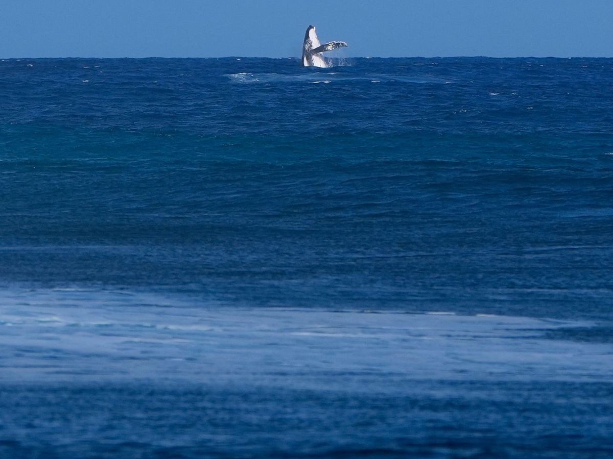 Whale breach seen during Paris Olympics surfing semi-final competition ...