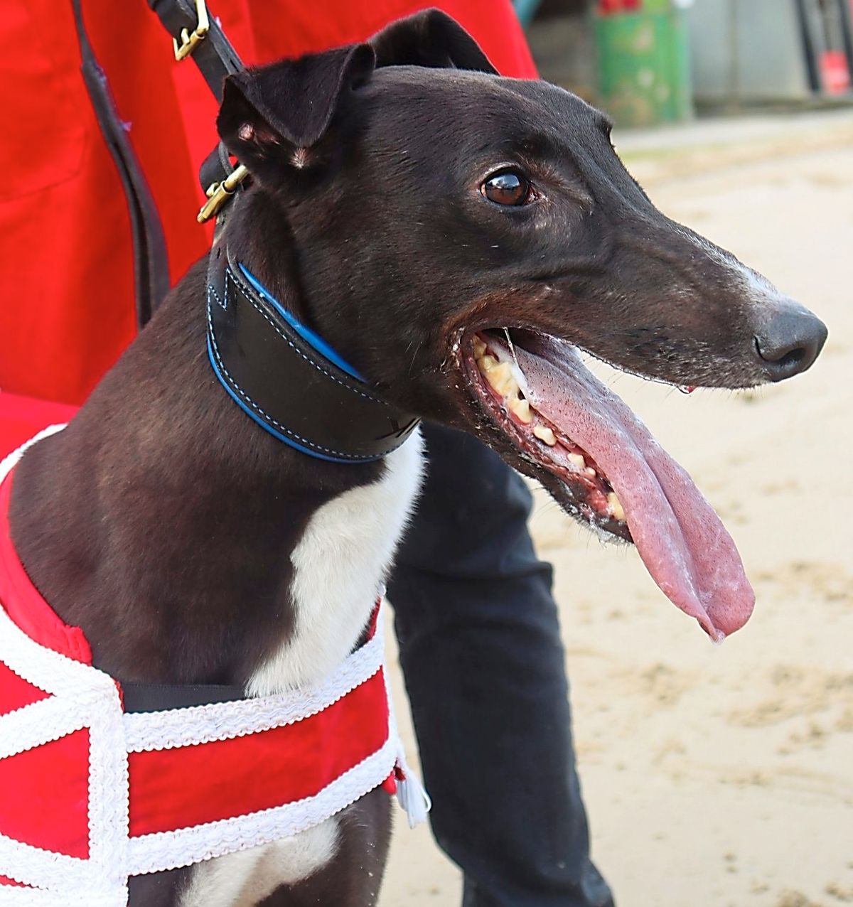 Links Maverick could claim second top level victory in Winter Derby ...