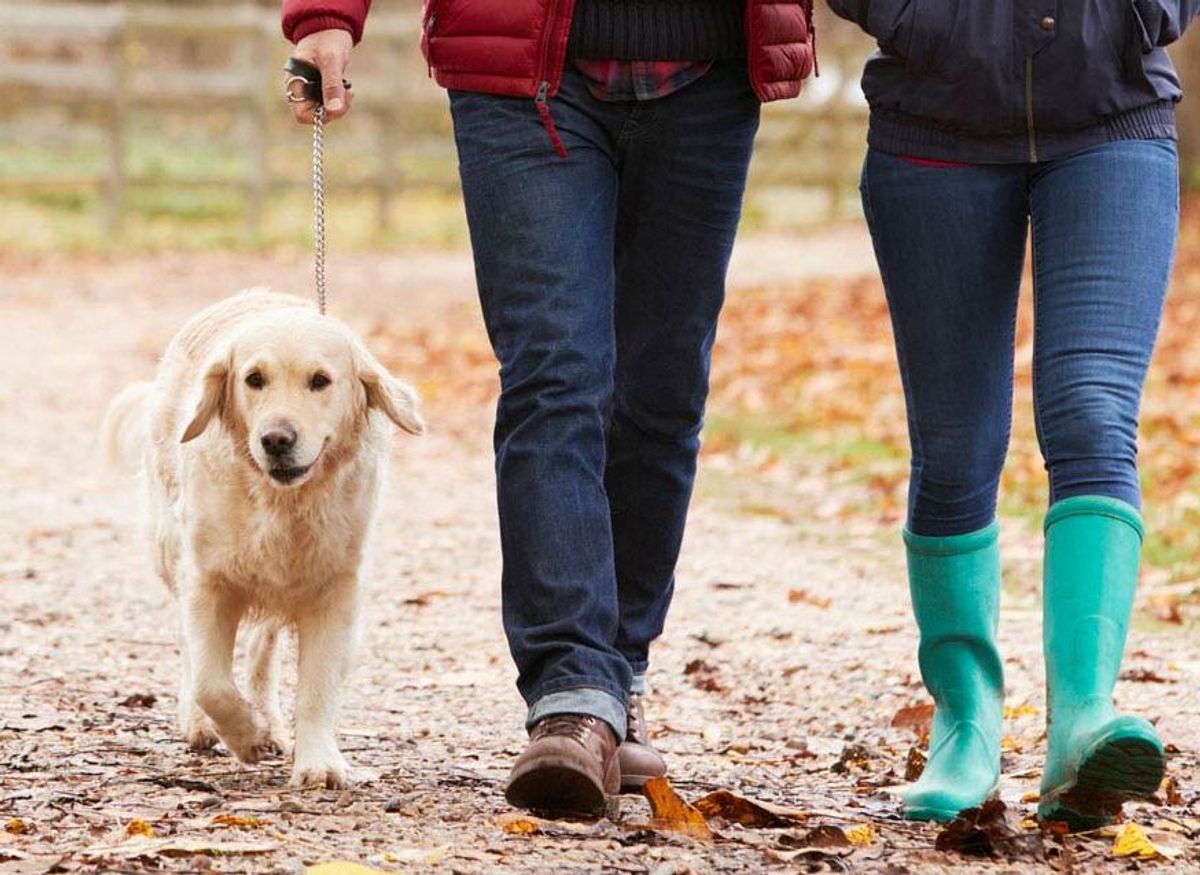 Plan for dog exercise field approved | Shropshire Star