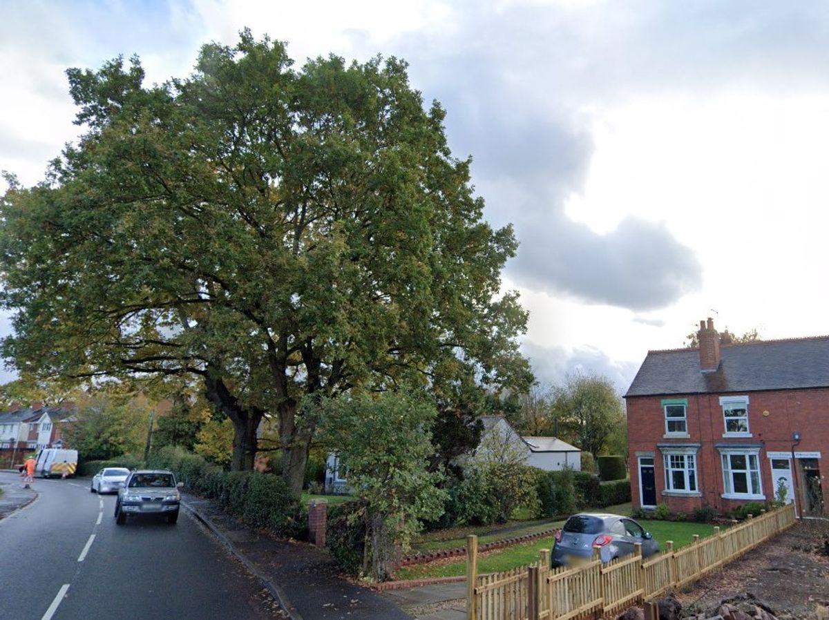 Application submitted to fell two protected oak trees that are causing ...