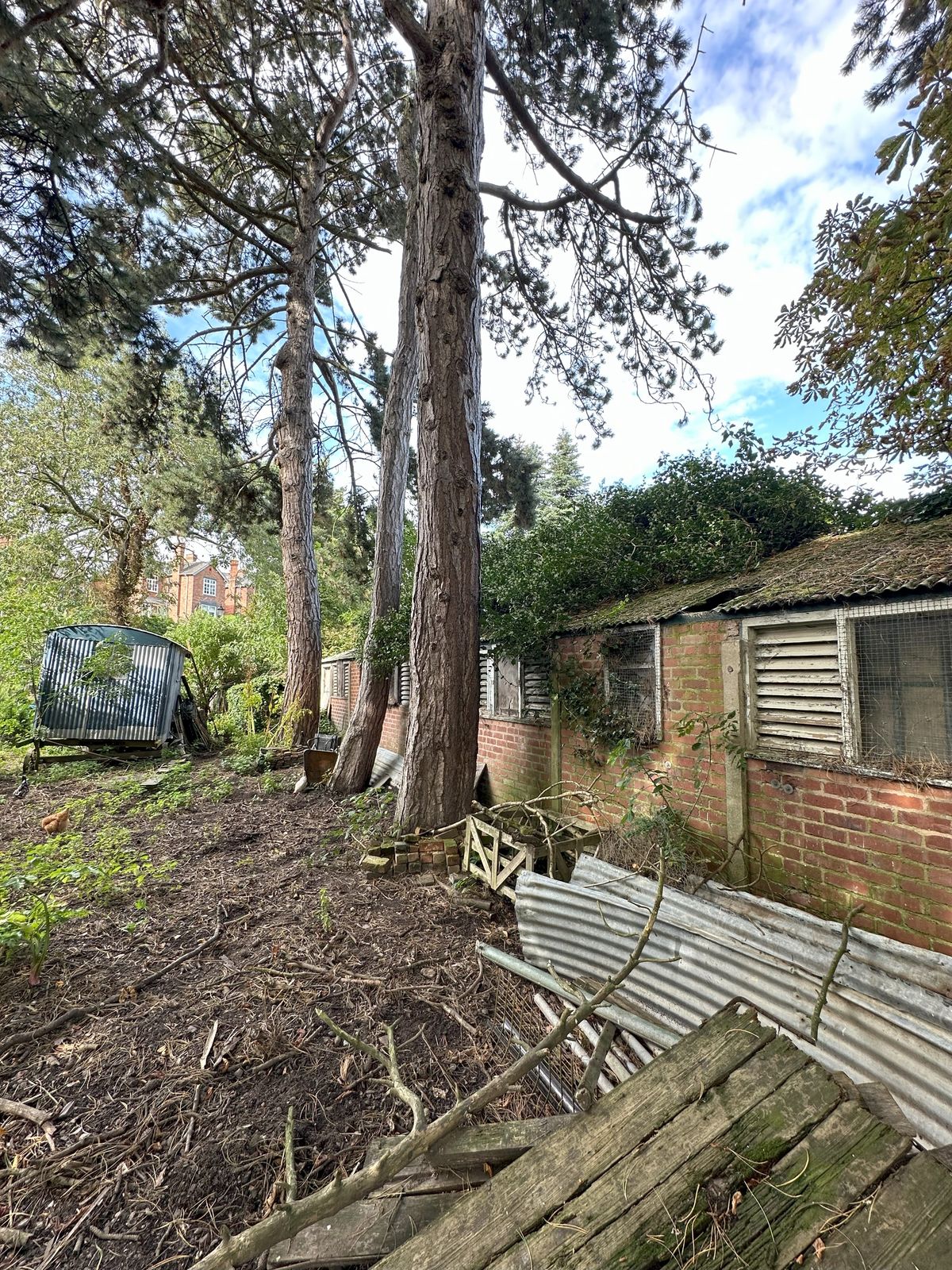 Plans to cut down five 'imposing' trees near River Severn in Shrewsbury ...