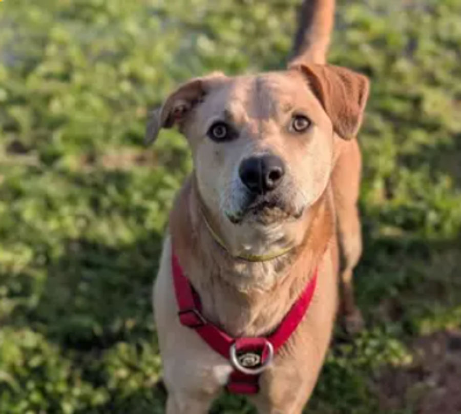 Adorable dogs up for adoption in Shrewsbury | Shropshire Star
