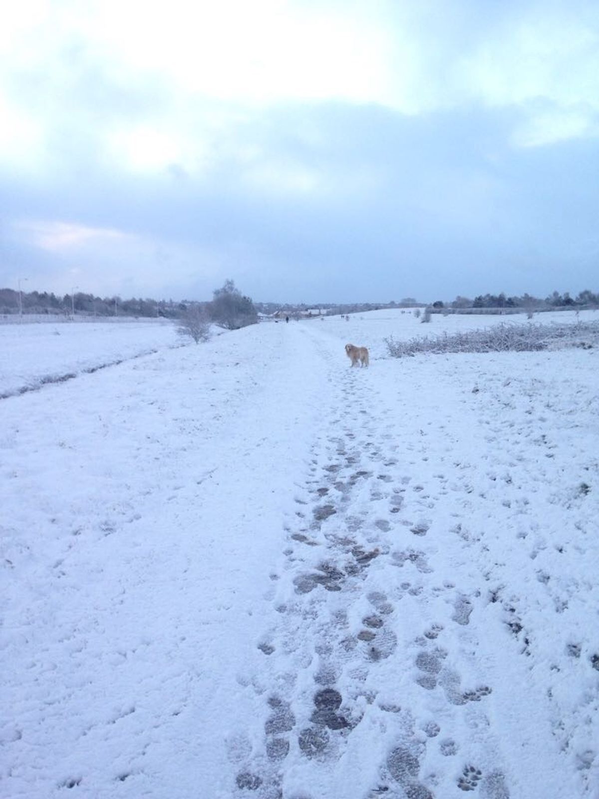 IN PICTURES: Snow covers the West Midlands | Express & Star