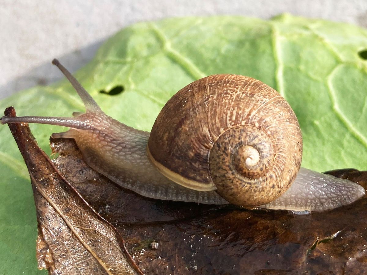 Hunt is on to find a mate for Ned the snail with a rare left-coiled ...