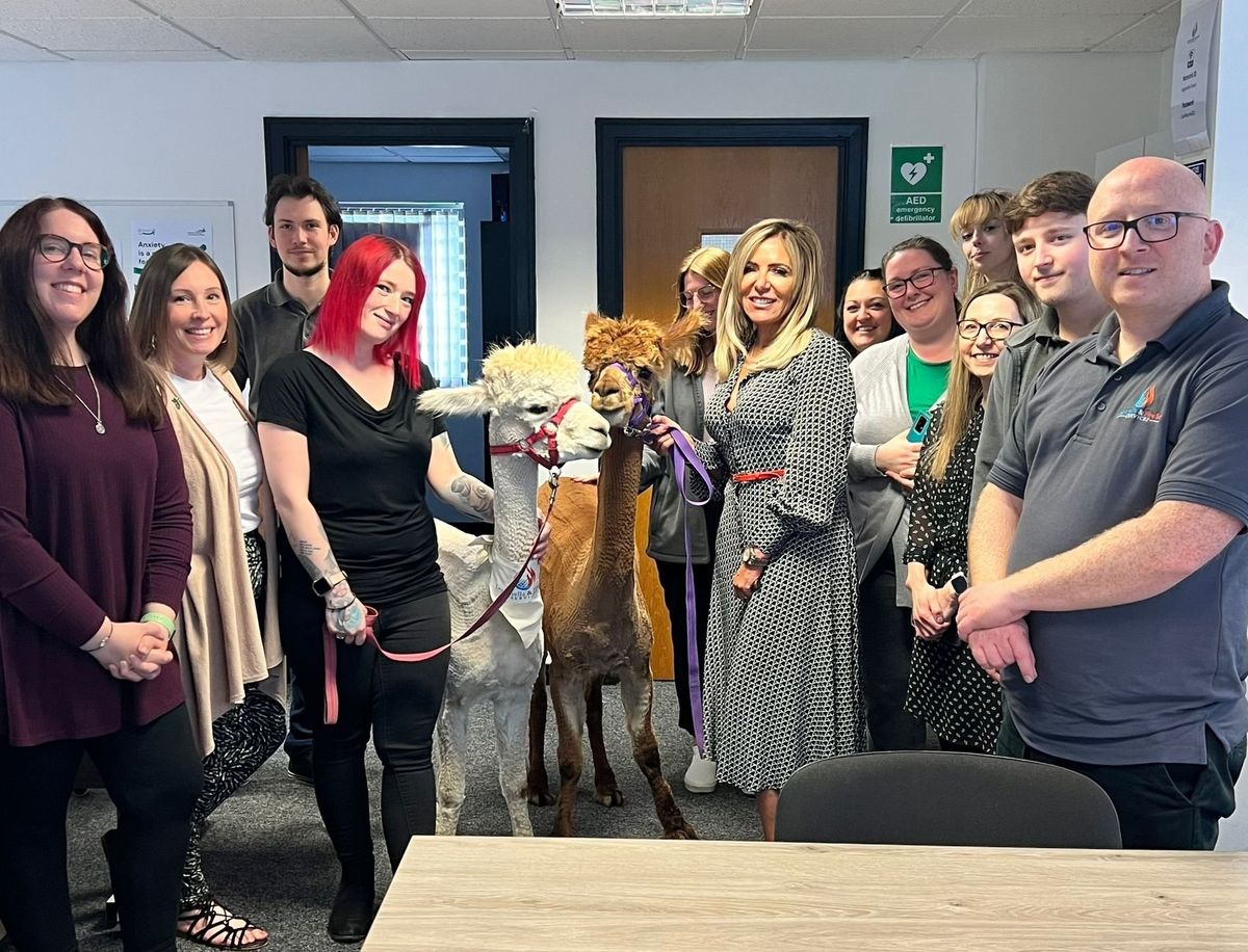 Lichfield company welcomes alpacas to office to support staff in Mental ...