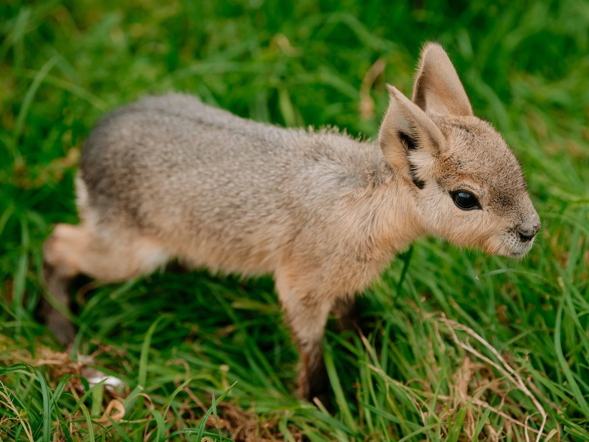 Baby Patagonian maras born in front of visitors at Telford zoo ...
