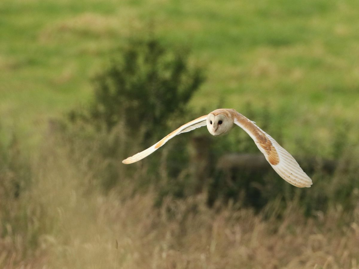 A Shropshire RSPB branch celebrate the barn owl | Shropshire Star