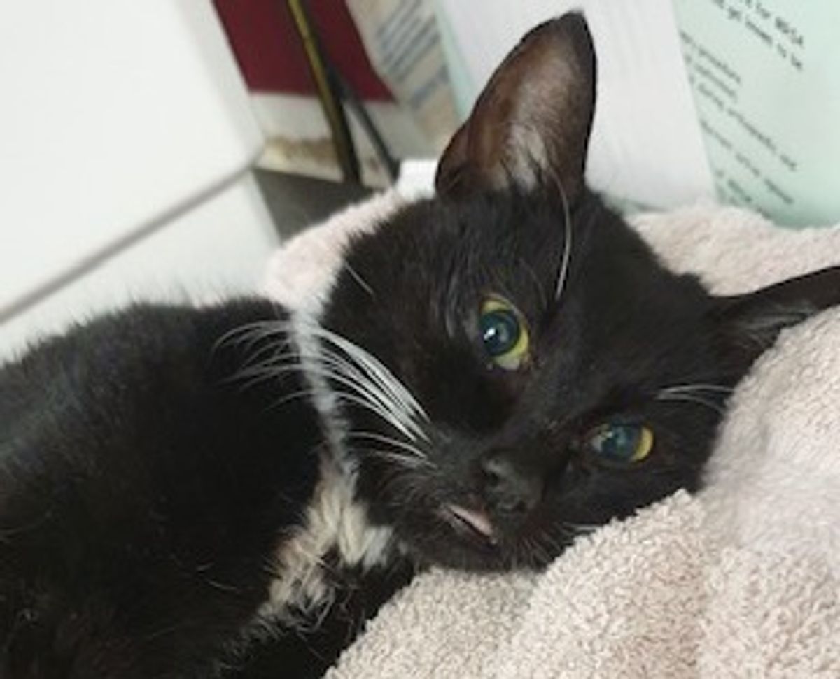 Plea to help pay for vet bills for abandoned cat Mavis | Express & Star