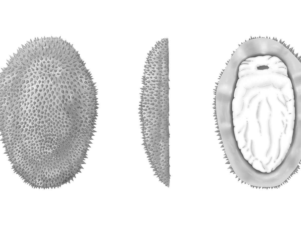 Half-a-billion-year-old spiny slug reveals the origins of molluscs ...