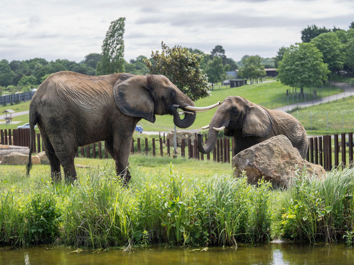 Meet the two new African elephants who have just arrived at West ...
