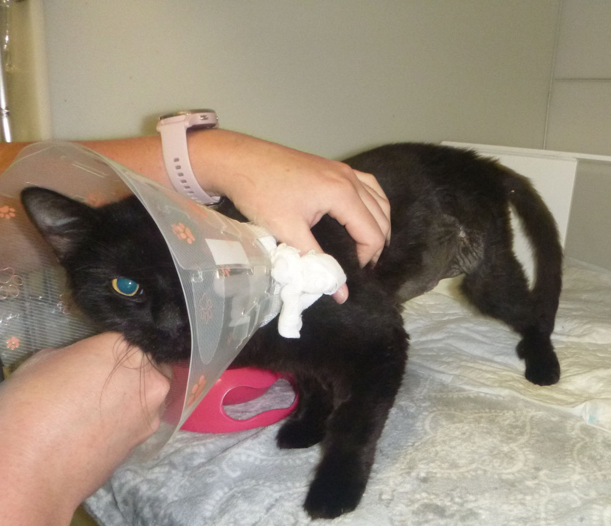 Woman banned from keeping animals after 'inhumane' botched attempt to ...