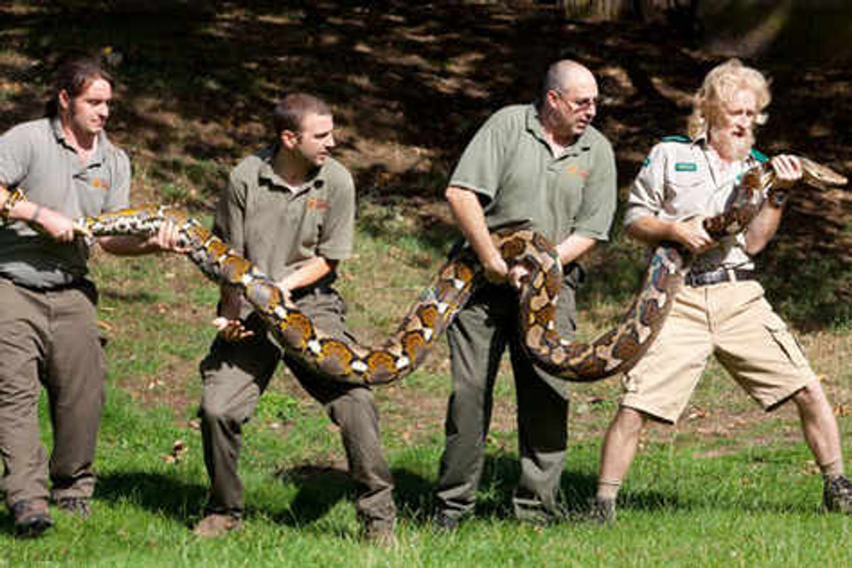 West Midlands Safari Park welcomes 17-ft python | Express & Star