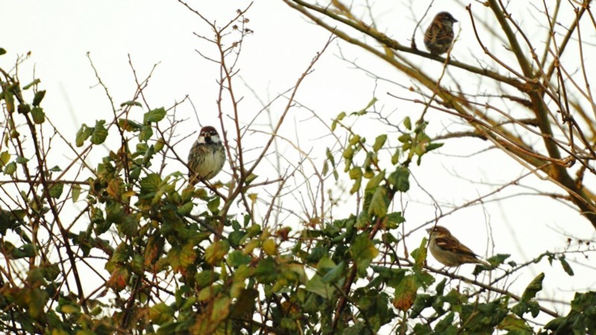 Late-nesting birds and bumblebees are 'suffering more from habitat ...