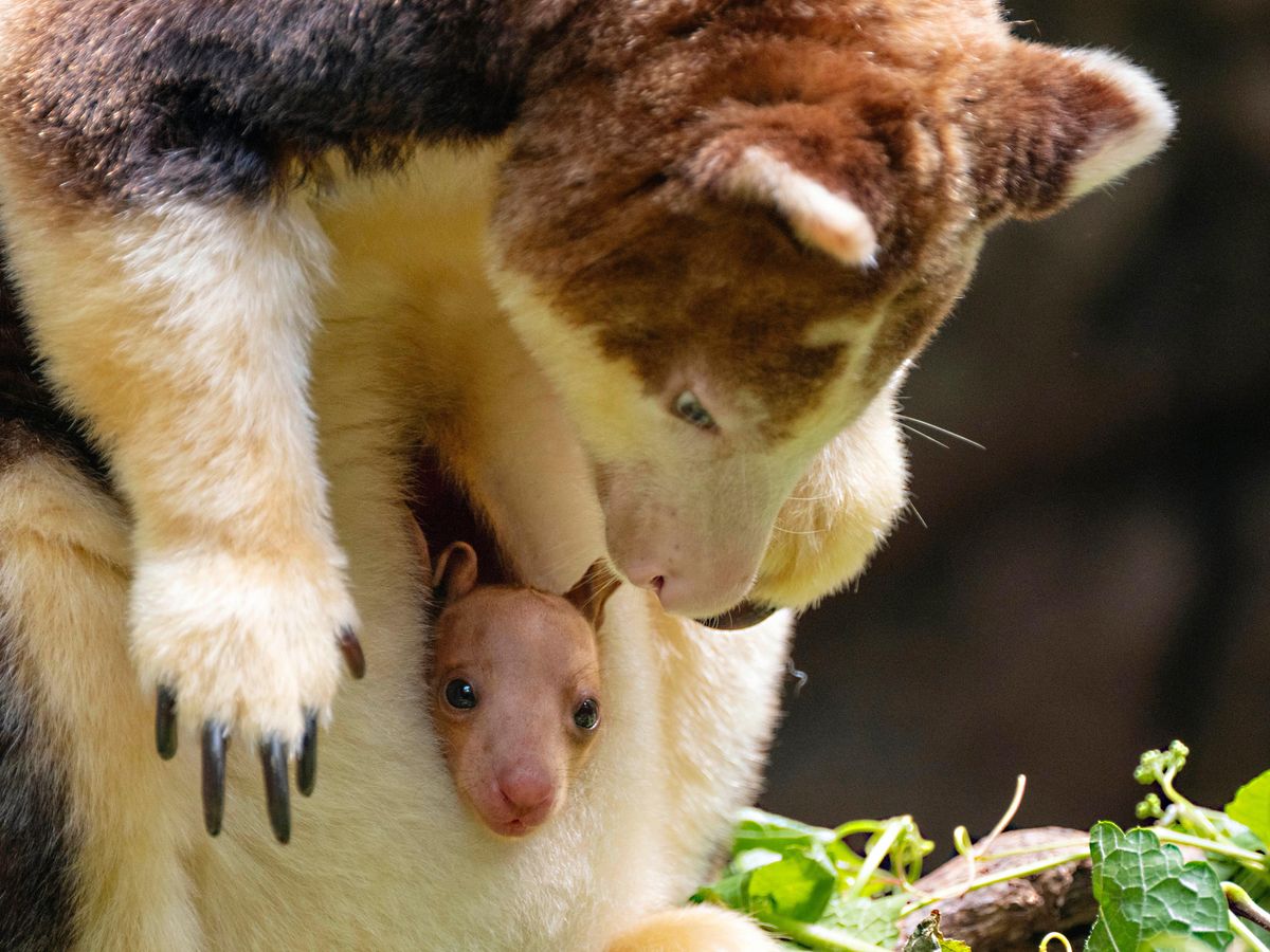 Baby tree kangaroo peeks out of mother’s pouch at Bronx Zoo ...